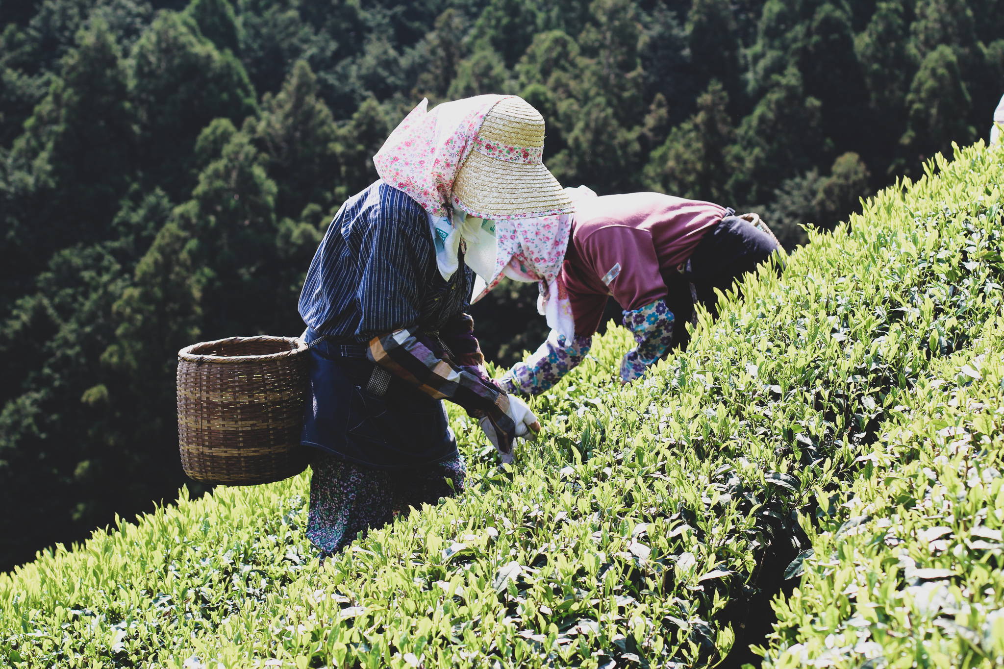 A guide to the Japanese Tea Shincha – Kettl